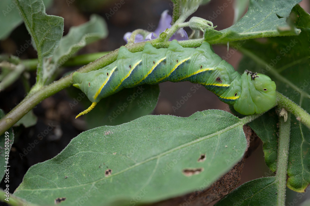 Macro close-up of beautiful caterpillar. A macro photography of a ...