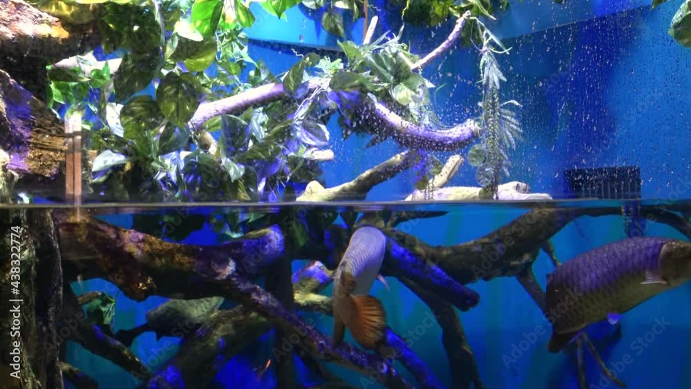 Saratoga fish swimming underwater in the aquarium. Australian / Spotted ...
