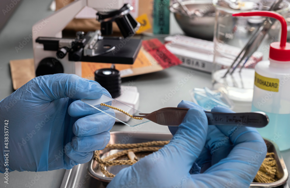 Forensic police analyse golden cord under microscope in crime lab ...