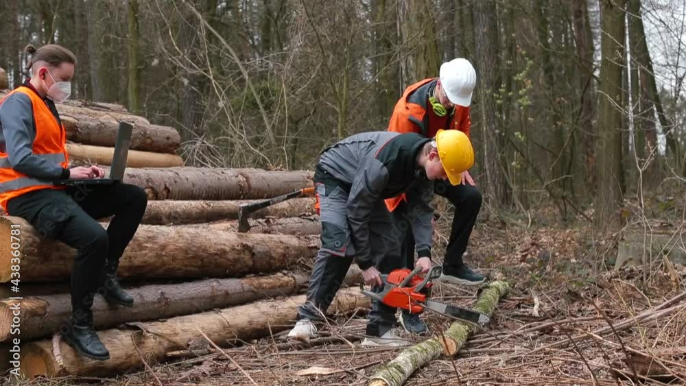 Carrying out work on logging. An assistant cuts a tree trunk with a saw ...