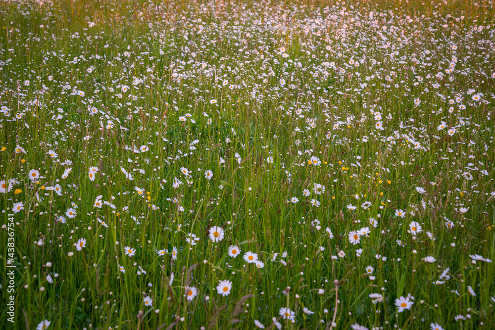 Lovely blossom daisy flowers background. White daisy texture. Stock ...
