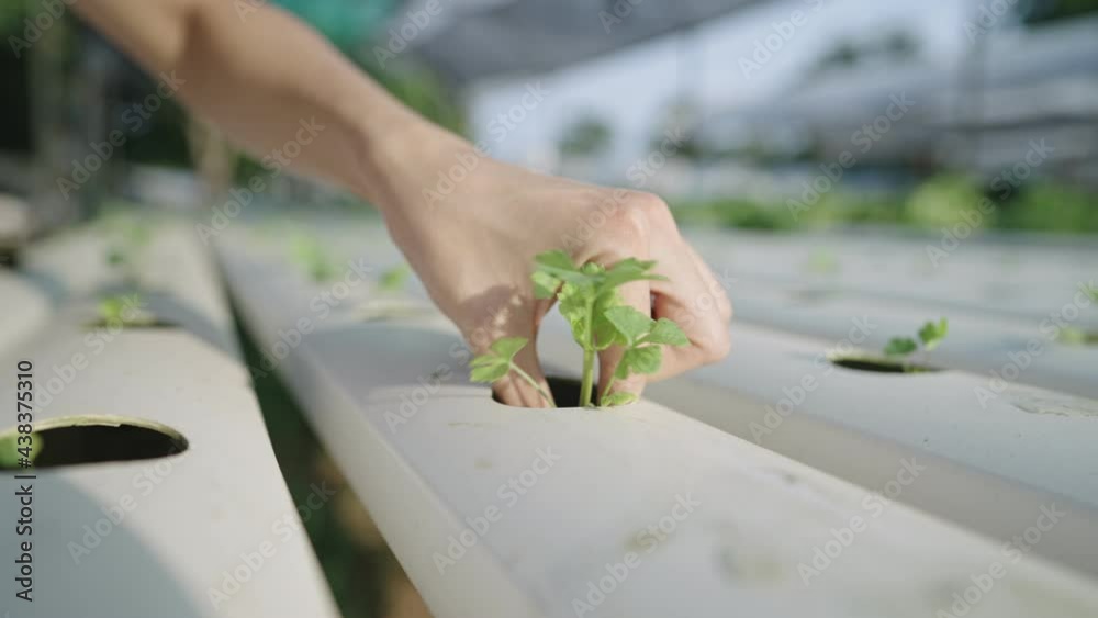 Female farmer hand pulling off a young celery seedling from hydroponic ...
