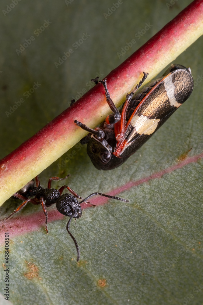 Tree hopper and ant on leaf (symbiotic relationship) Stock Photo ...