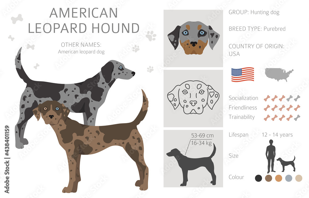 American leopard hound all colours clipart. Different coat colors and ...