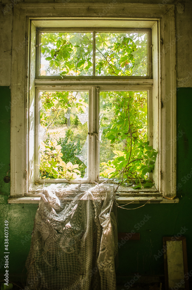 Knocked out abandoned house window with torn curtains and wild wines ...