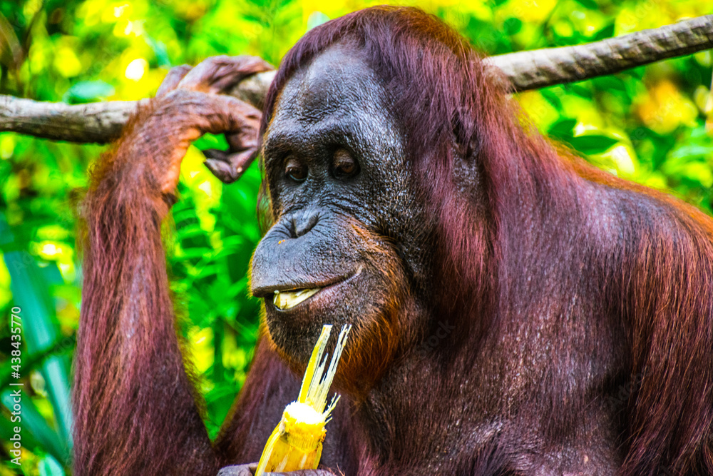 Orangutans are great apes native to the rainforests of Indonesia and ...