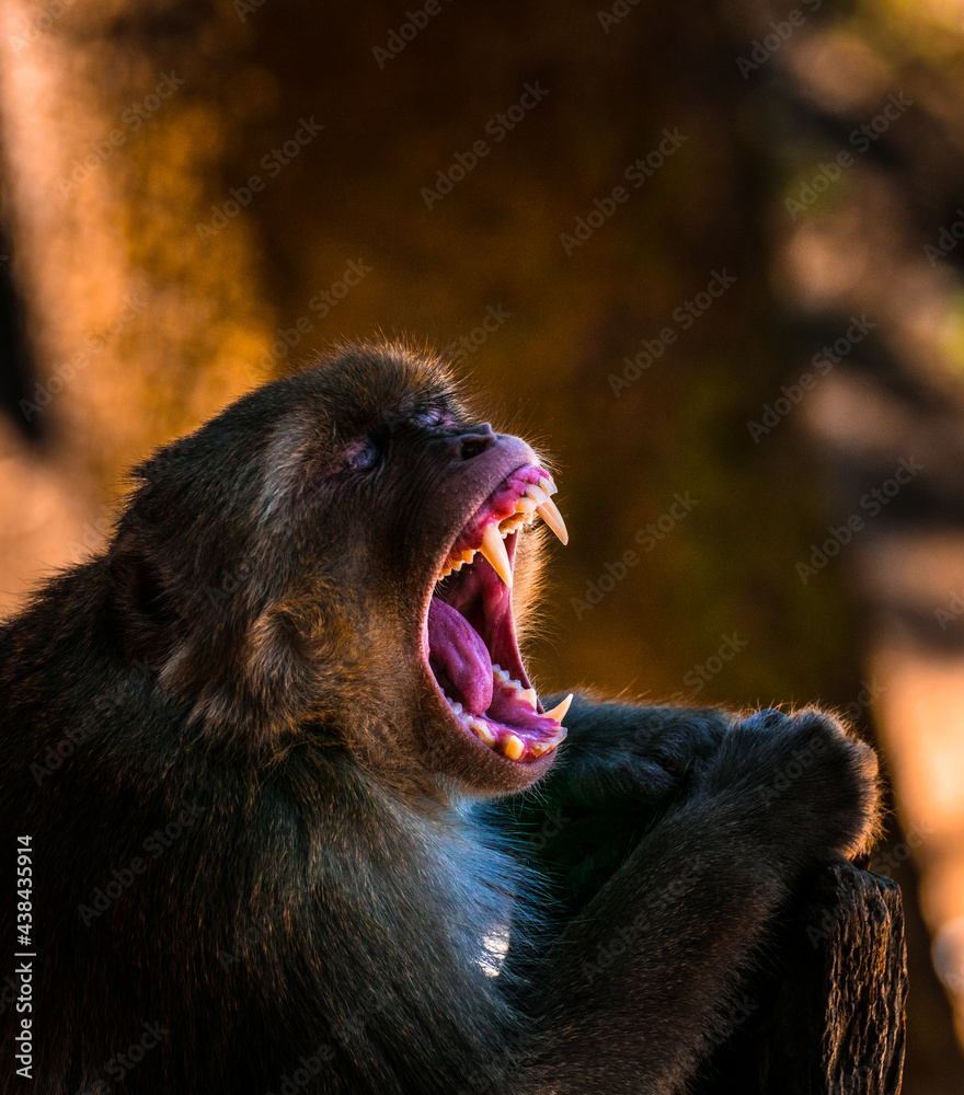 Monkey is a common name that may refer to certain groups or species of ...