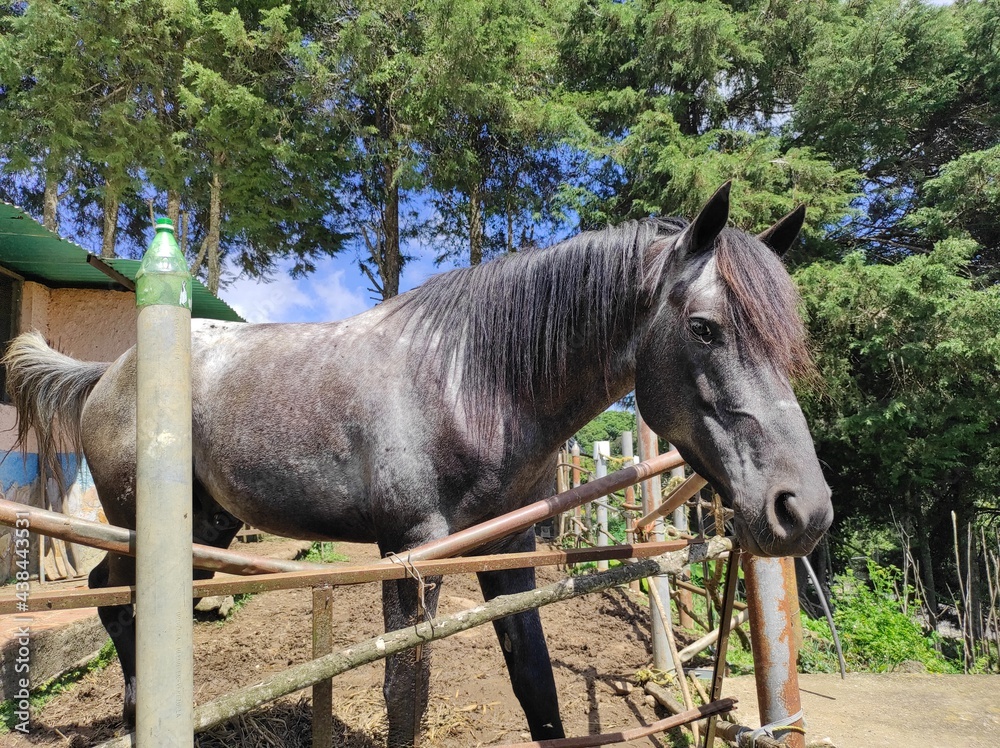 Caballo en un establo Stock Photo | Adobe Stock