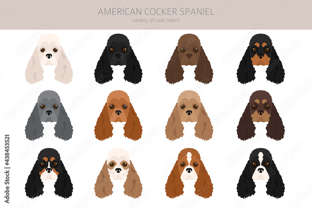 American cocker spaniel all colours clipart. Different coat colors set ...