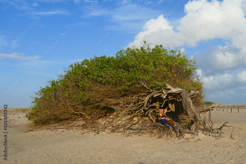 Buttonwood Mangroves