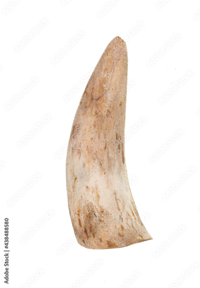 tiger tooth,fang of the beast isolated on white background Stock Photo ...