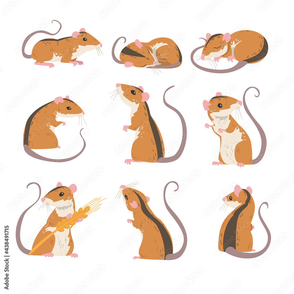 Field Mouse as Small Rodent with Long Tail and Dorsal Black Stripe ...