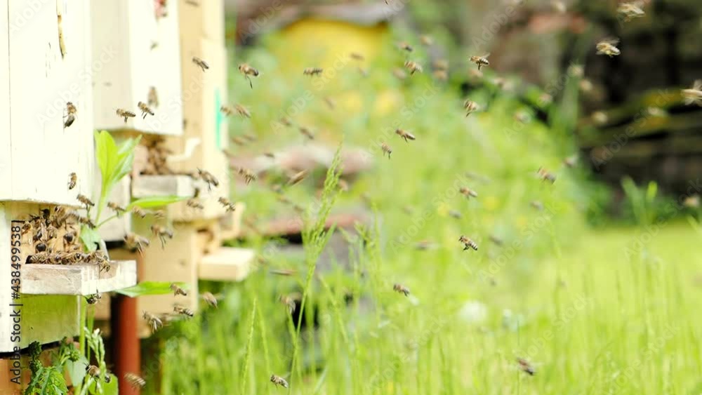 Swarm of honey bees (Apis mellifera) carrying pollen and flying to the ...