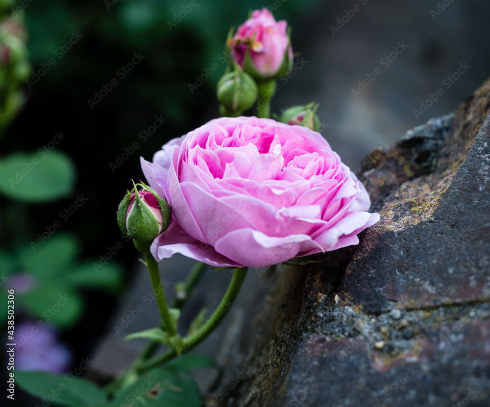 Pink roses blooming in Princess Diana Memorial Garden, Kensington ...