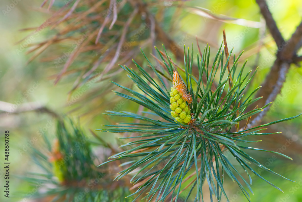 pinus resinosa. young tender cones on a pine branch in the forest ...