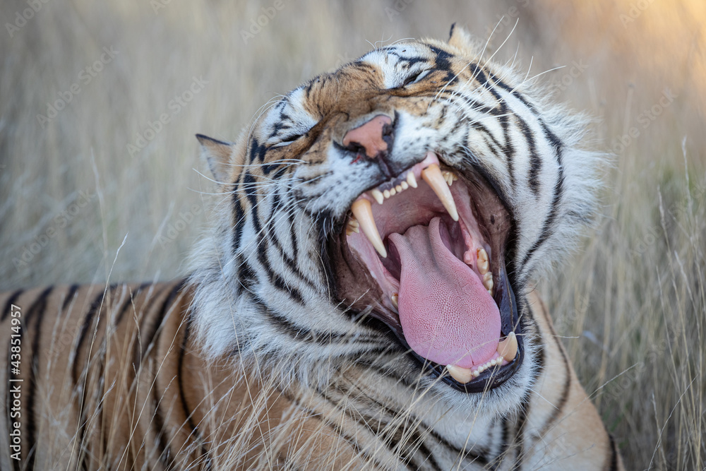 Large tiger yawning, mouth wide open displaying large fangs Stock Photo ...