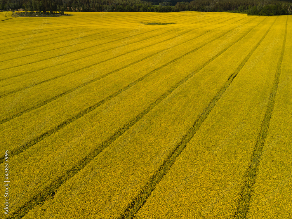 Bright yellow field with rapeseed flowers. View from a height of a ...