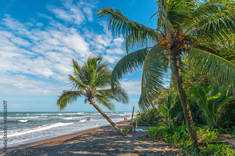 People laying on the beach along the Caribbean Sea with palm trees in ...