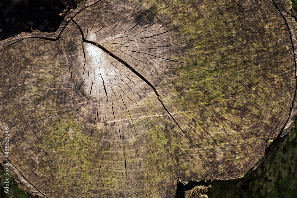 Timber, log cross section, close up to use as a background Stock Photo ...