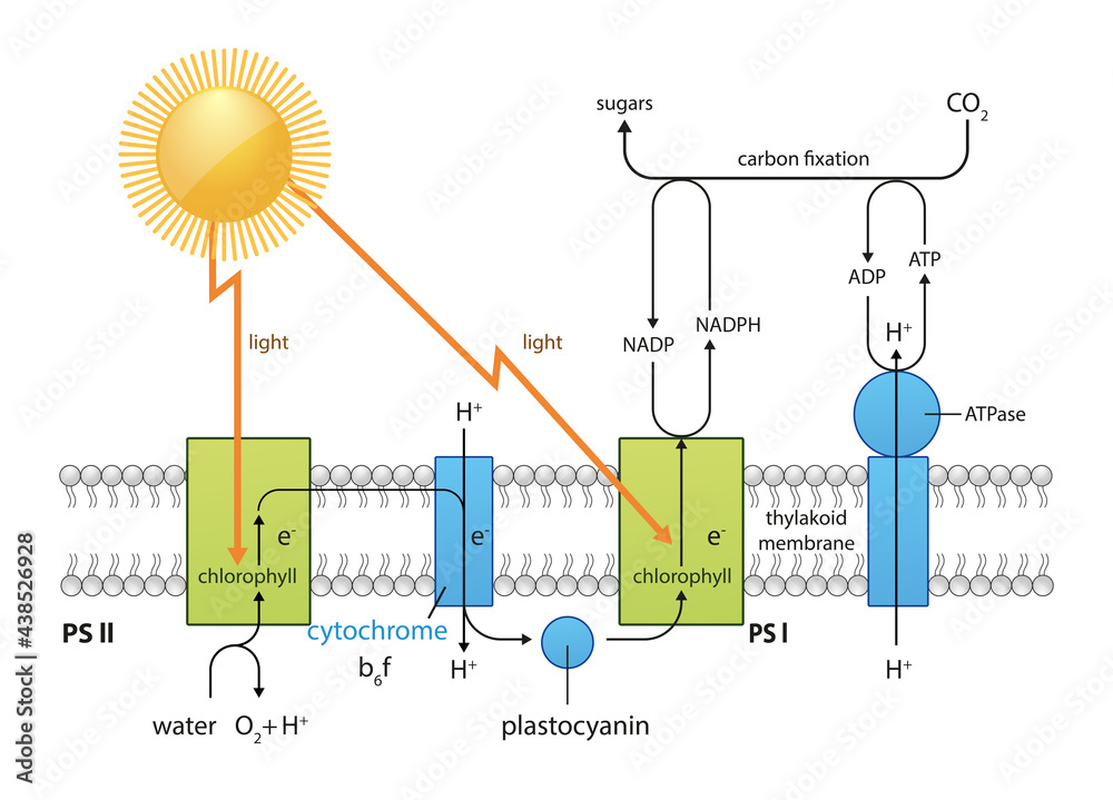 Photosynthesis process diagram, design equation co2 02 chlorophyll ...