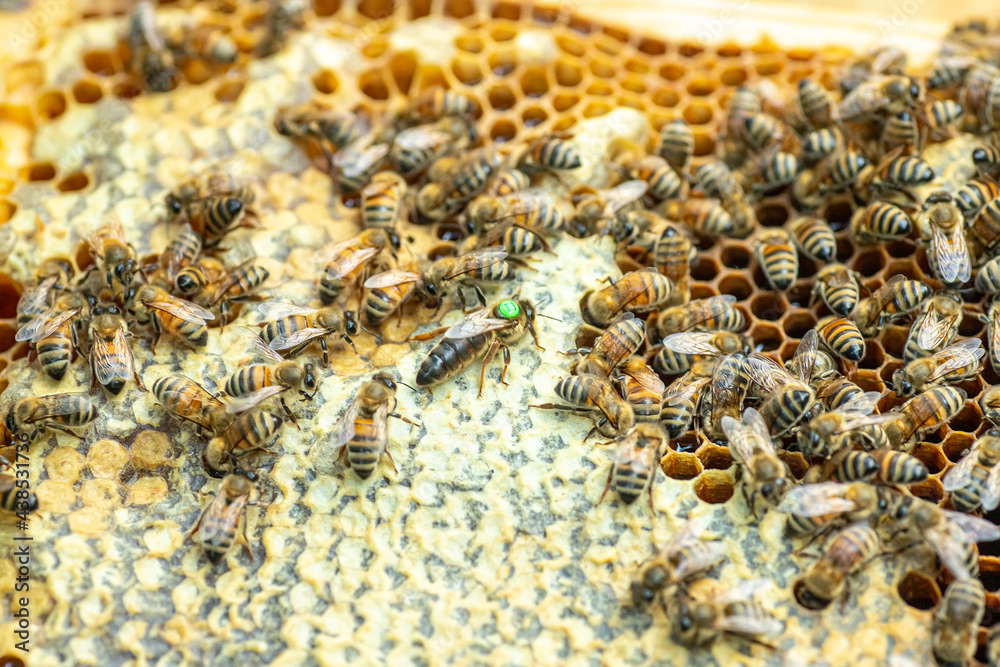 Tribal queen bee on frame with sealed brood. queen bee with green label ...