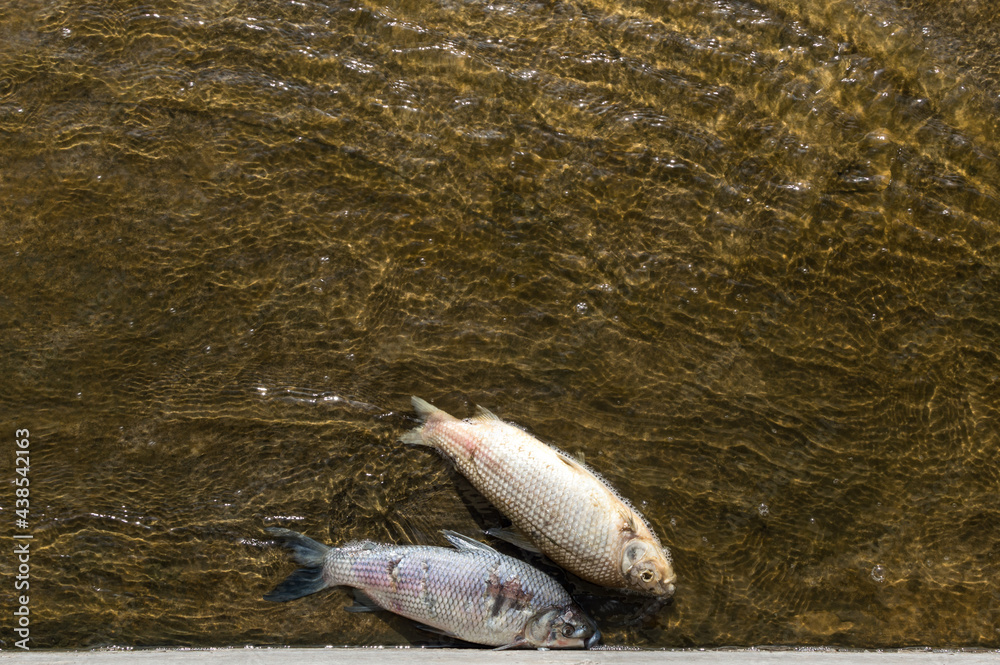 fish killed by water contamination. Dead fish due to lack of water ...