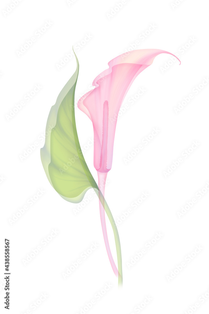 set of transparent flower calla lilies in soft pink color, hand-drawn ...