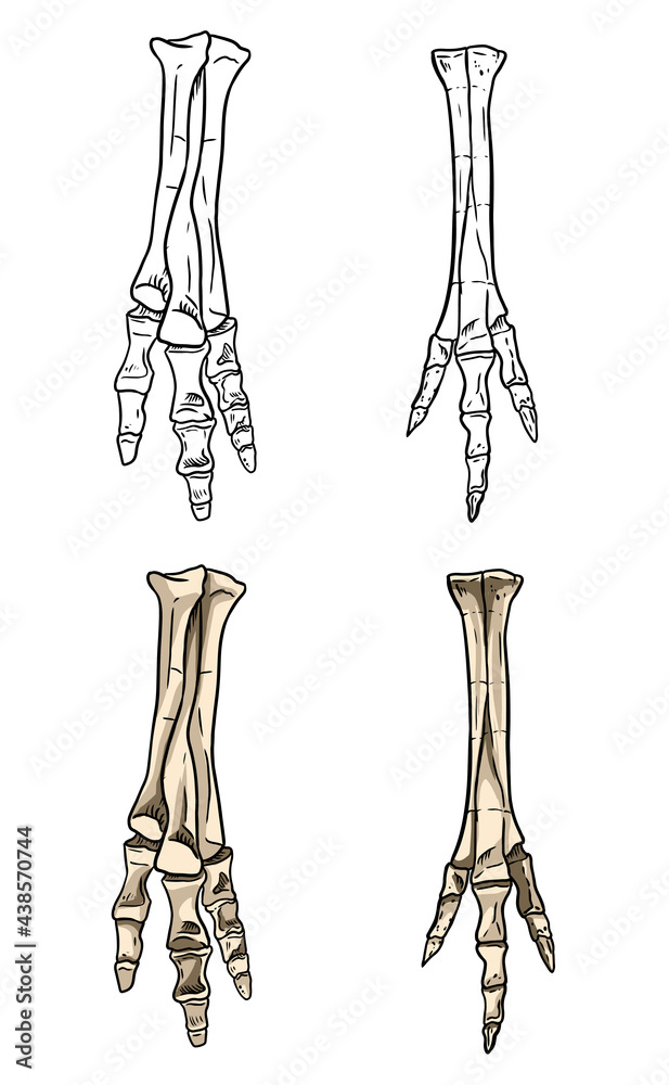 Tyrannosaurus fossilized foot hand drawn sketch image. Dinosaur reptile ...