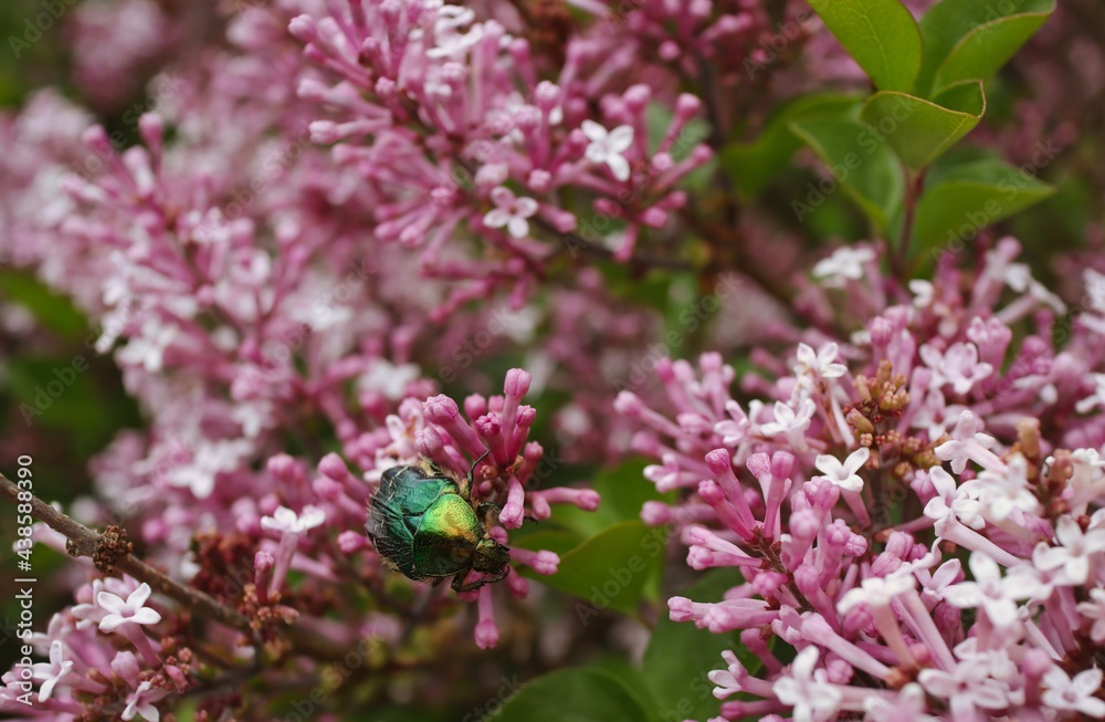 Green Metallic Beetle on Pinky Common Lilac in the Garden. Rose Chafer ...