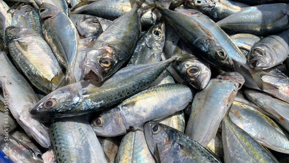 Indian Mackerel / Bangda fish raw in a fish market. Stock 写真 | Adobe Stock