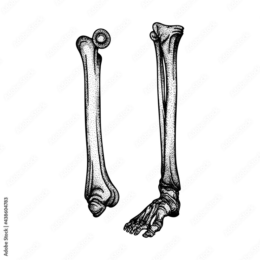 Foot. Foot bones top and side engraving, vintage style vector ...