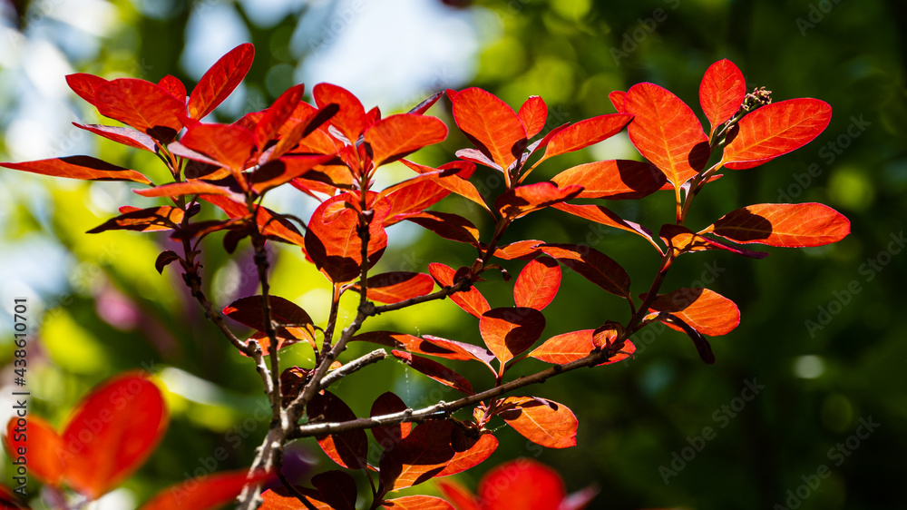 Cotinus coggygria Royal Purple (Rhus cotinus, European smoky tree) in ...