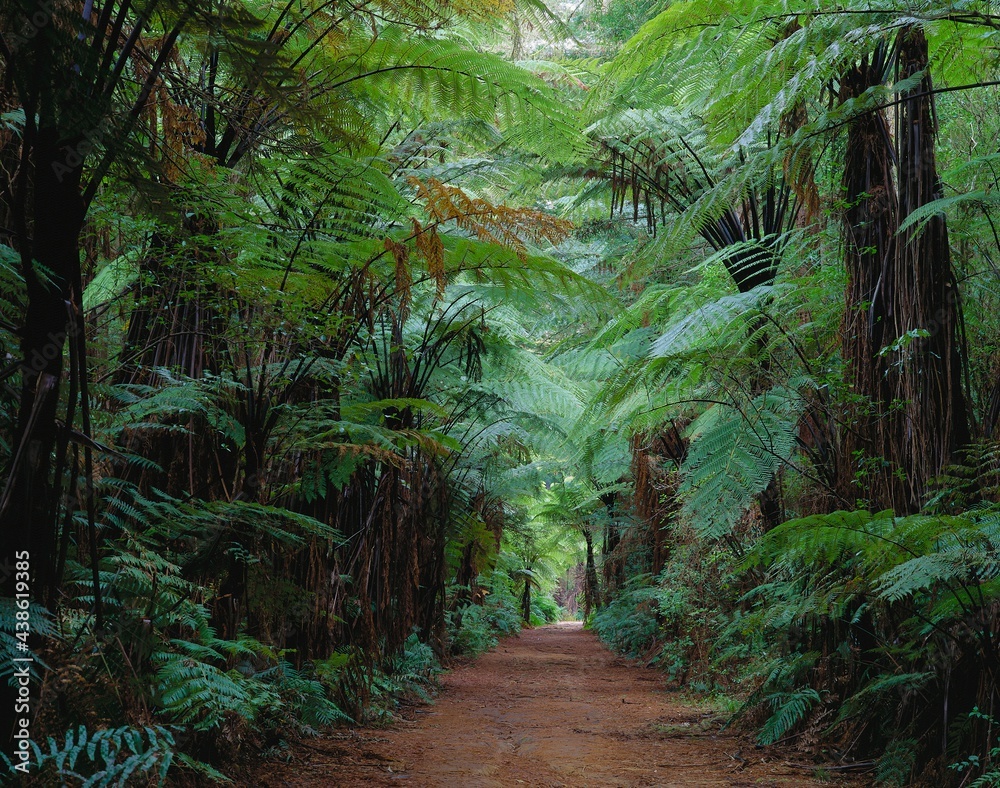new zealand, north island, rainforest, tree ferns, path, mamaku tree ferns, cyathea medullaris ...