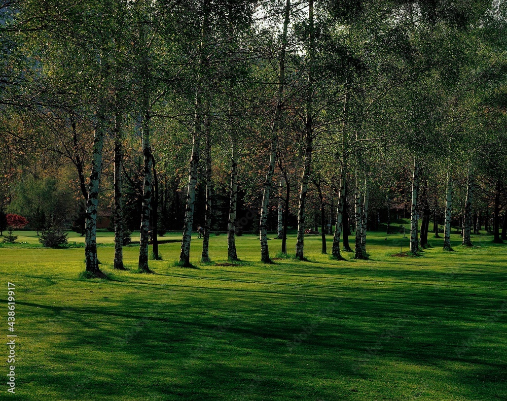 park, birch trees, betula pendula, green area, deciduous trees, trees ...