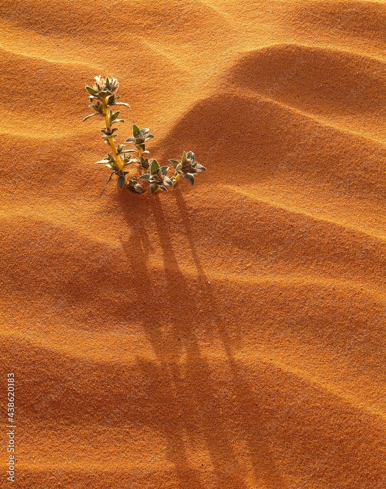 sahara, sand, plant, moltkiopsis ciliata, africa, north africa, desert ...
