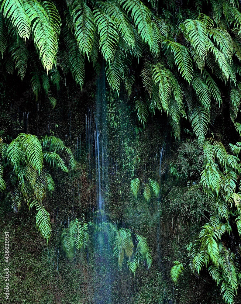 new zealand, south island, west coast, waterfall, vegetation, moss ...