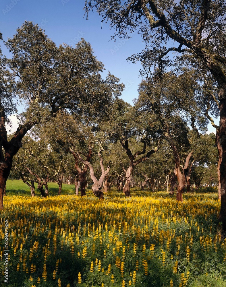 portugal, cork oak, quercus suber, flowers, economy, forest, trees, oak ...