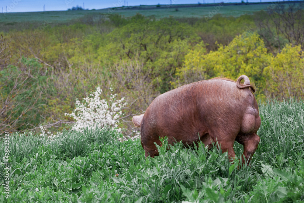 piglet with dark brown hair and curled pig tail in a cage eating grass ...