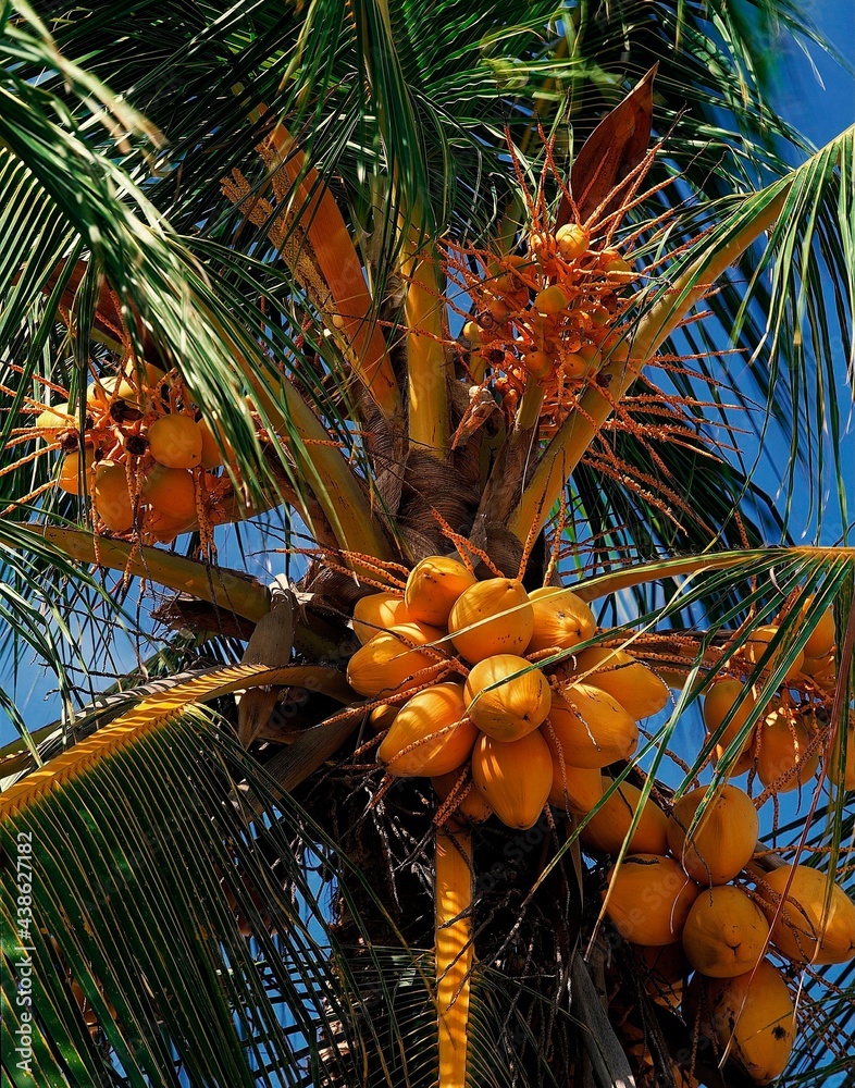 coconut palm, cocos nucifera, detail, coconuts, palm, tree, palmae ...
