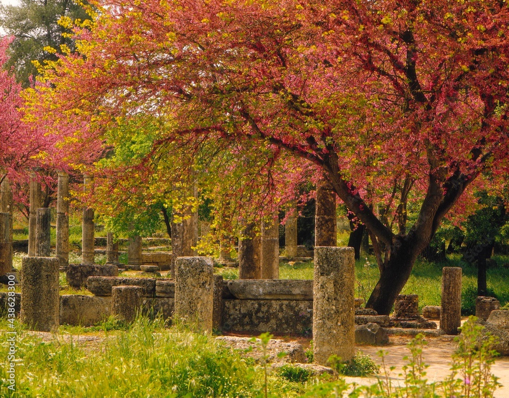 greece, olympia, palestra, 3 c., judas trees, blossom, antiquity, ruin ...