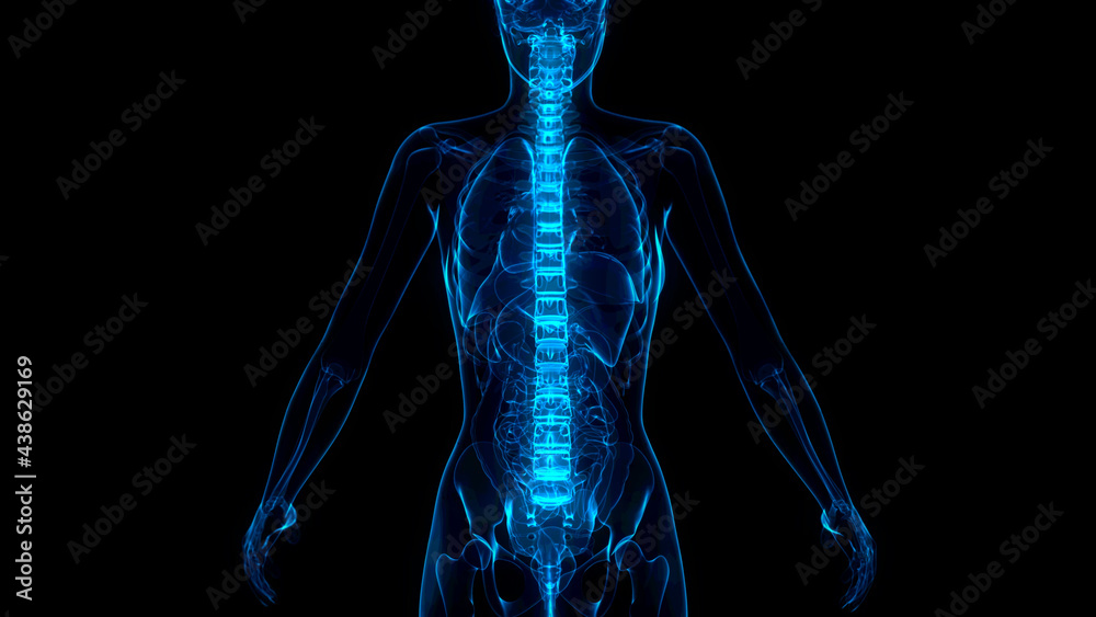 human spine on x-ray human body, cg medical 3d illustration Stock ...