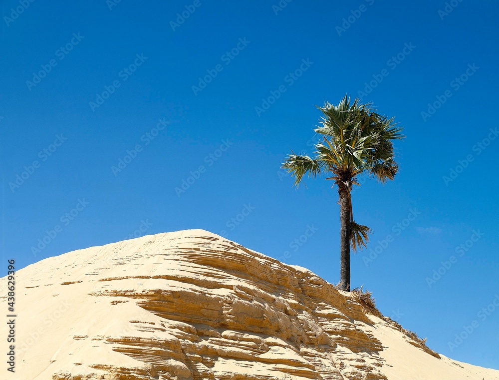 sahara, hammada, rocky desert, palmyrapalm, north africa, africa ...