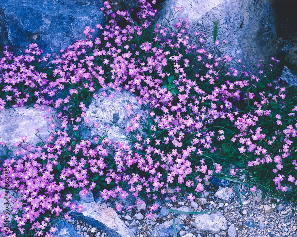 flowers, malcolmia, malcolmia maritima, malcolmia spec., mirginia stock ...