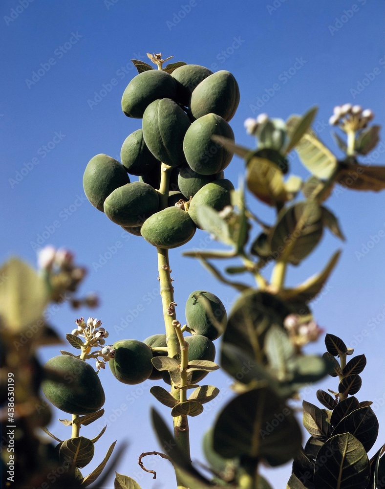 Sahara Desert Fruits
