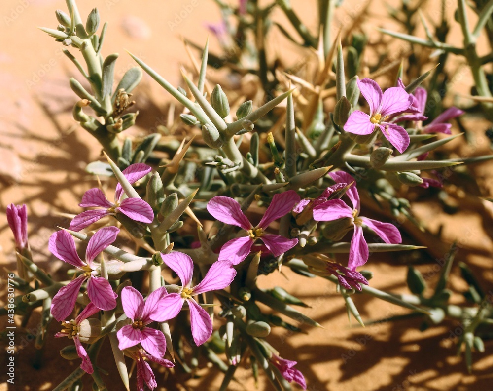 sahara, desert plant, tadrat, zilla spinosa, africa, desert, drought ...