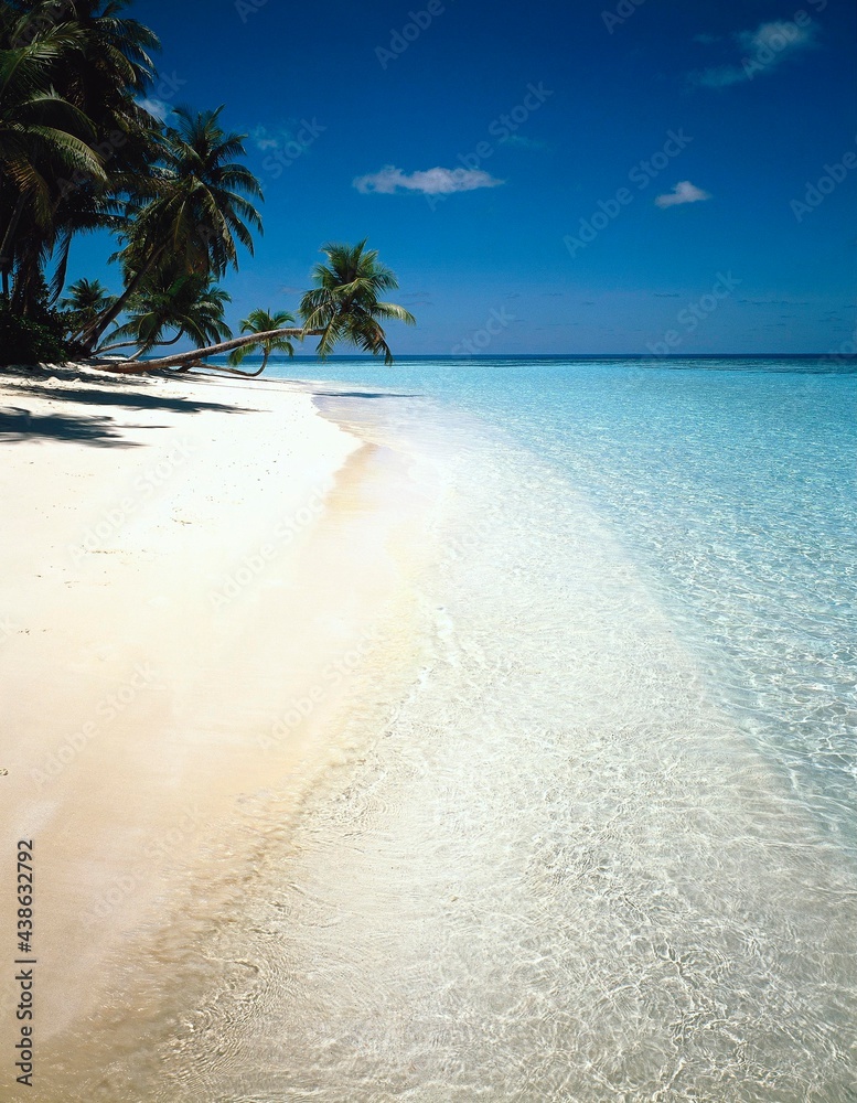 maldives, palm beach, indian ocean, island nation, island, beach, palm ...