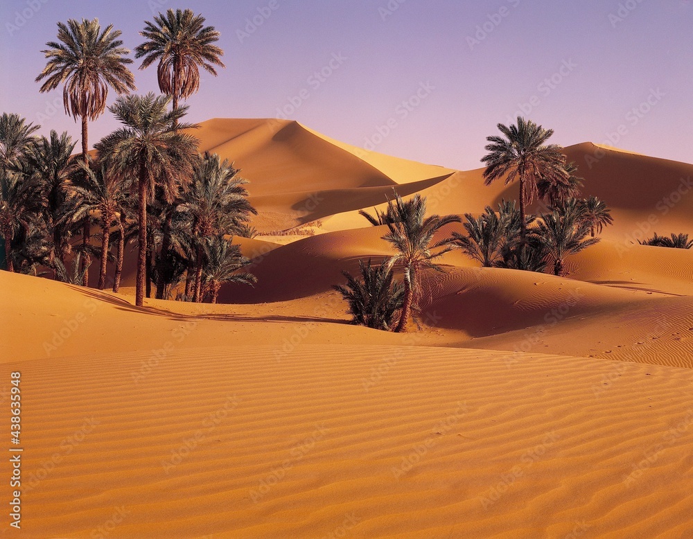 sahara, sand dunes, date palm, africa, north africa, desert, erg, dunes ...