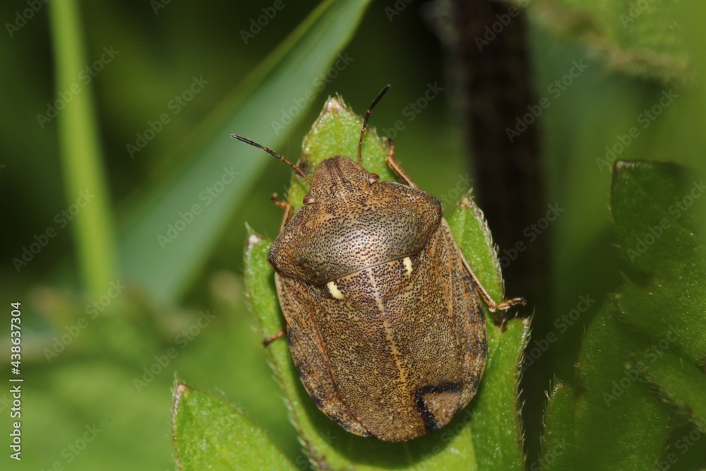 The Turtle Shieldbug. Scientific name Podops inuncta. Bug is basking in ...