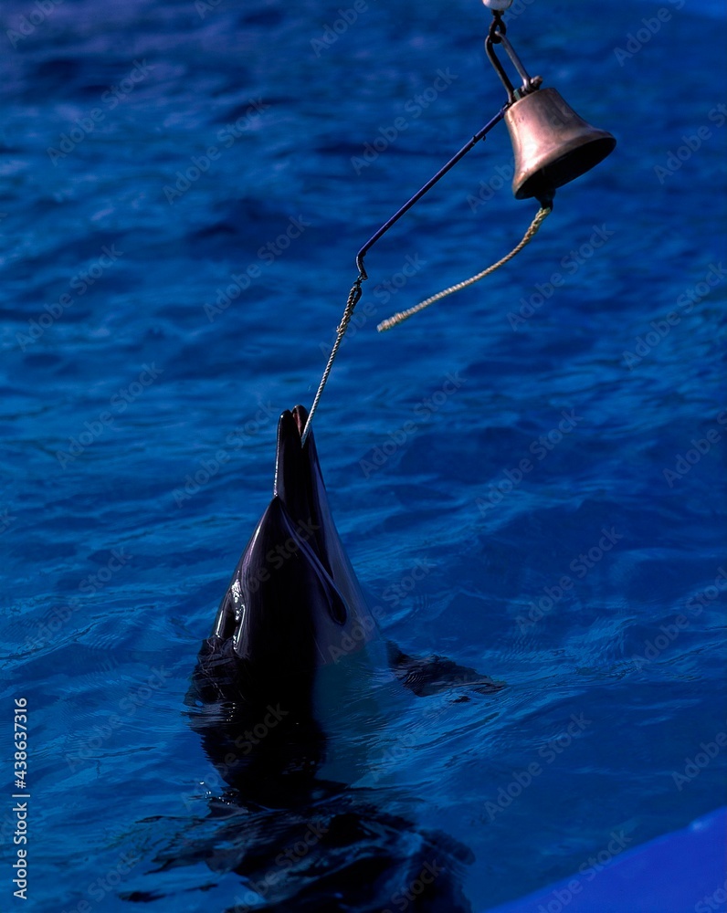 swimming pool, dolphin, bell, dressage, pool, water, train, delphinus ...