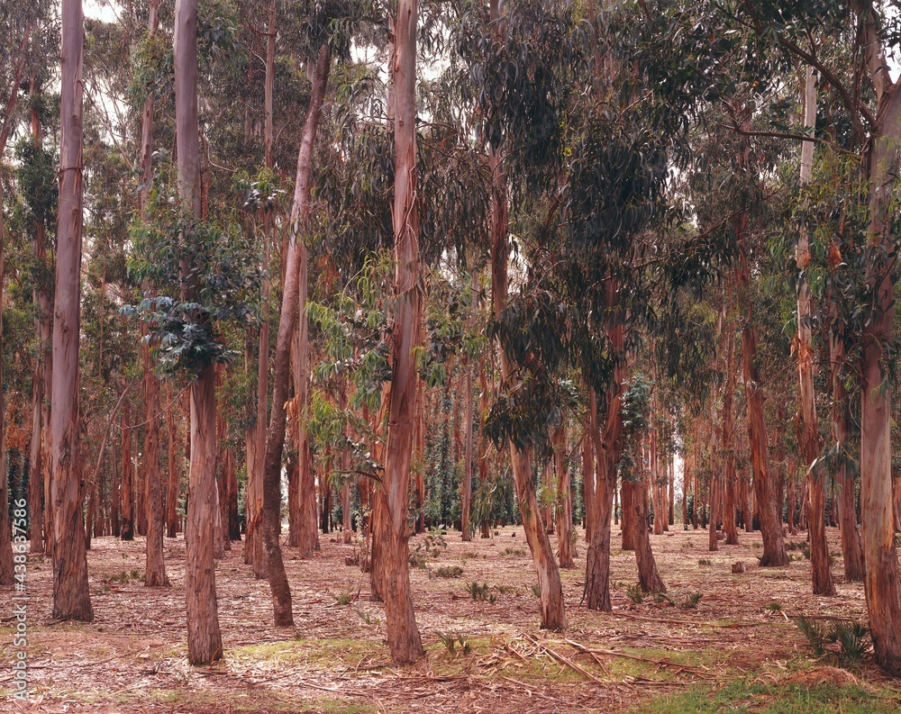 eucalyptus trees, eucalyptus spec., myrtle family, trees, eucalyptus ...